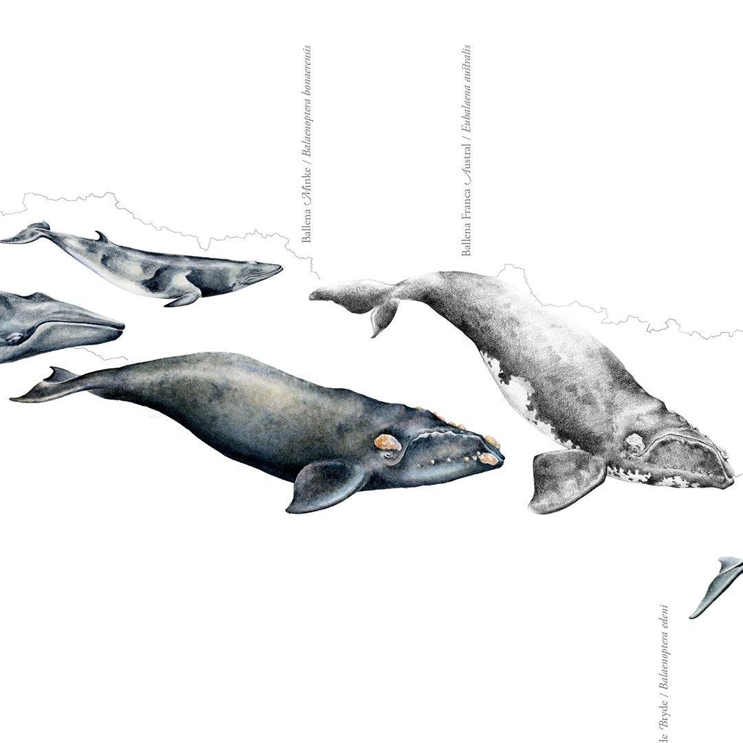 Whale Map Of Chile Art Print Mappin whale-map-of-chile-art-print-mappin