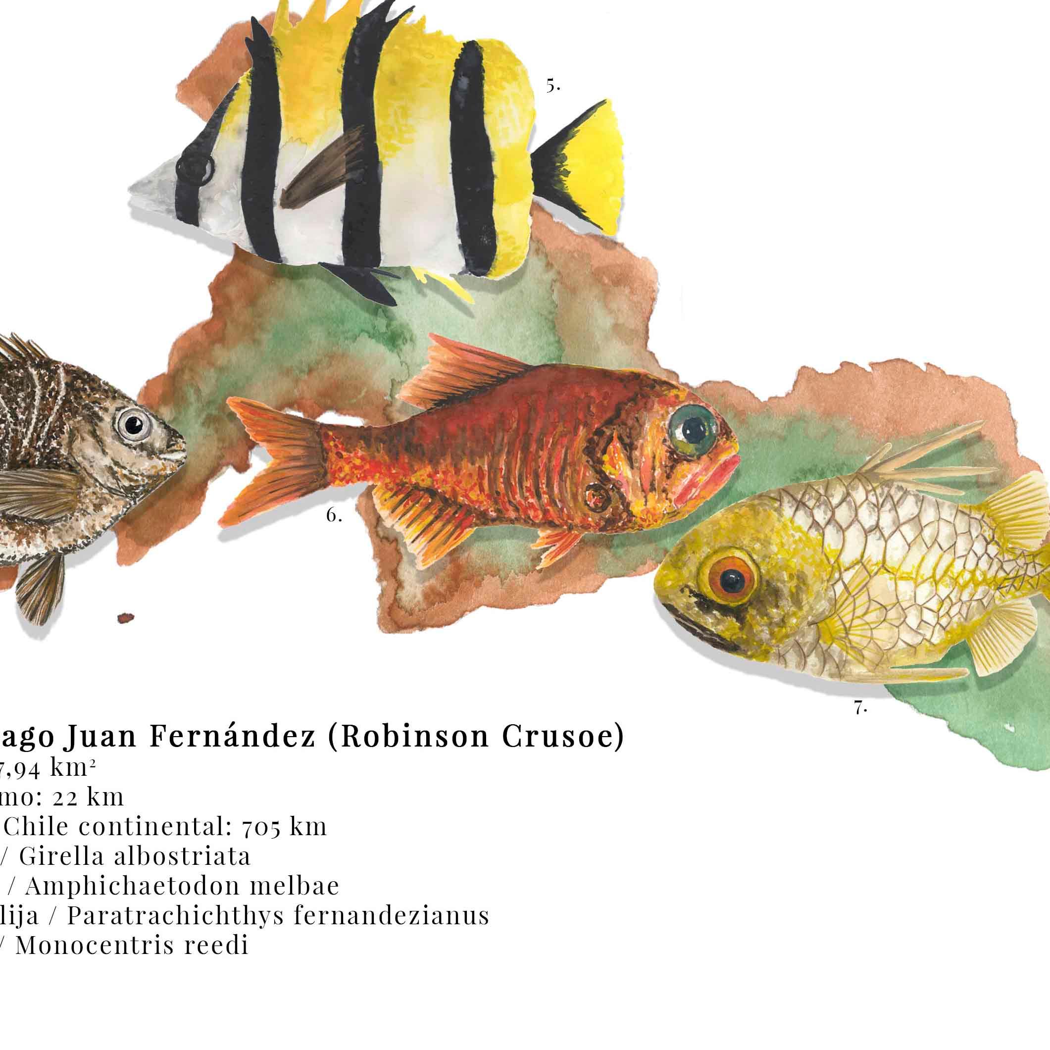 Peces Endémicos de Chile Insular - Lámina — Mappin