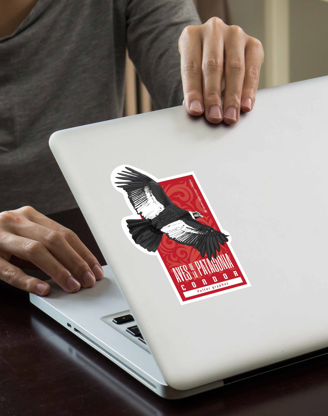 Sticker Condor Aves de la Patagonia — Mappin