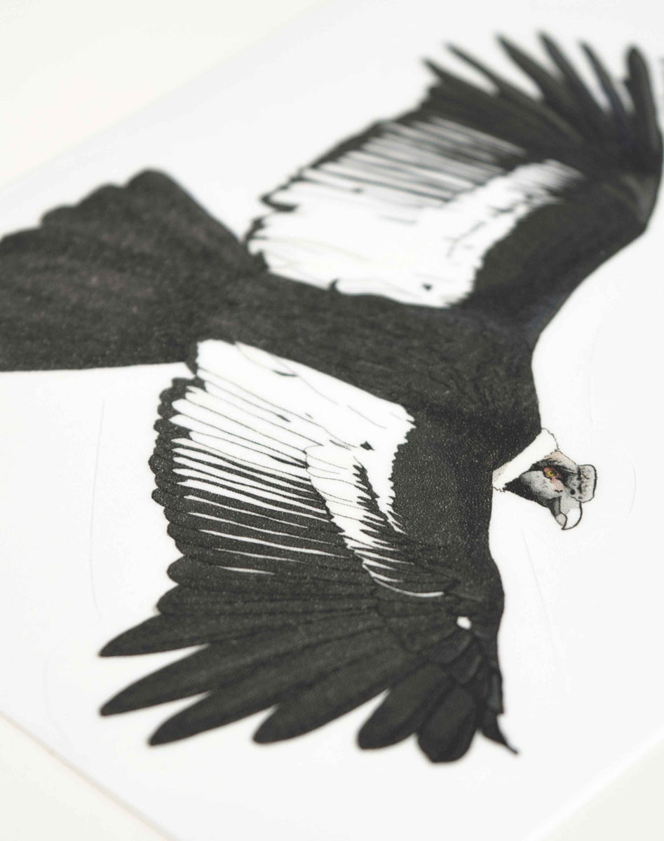 Sticker Cóndor - S – Mappin