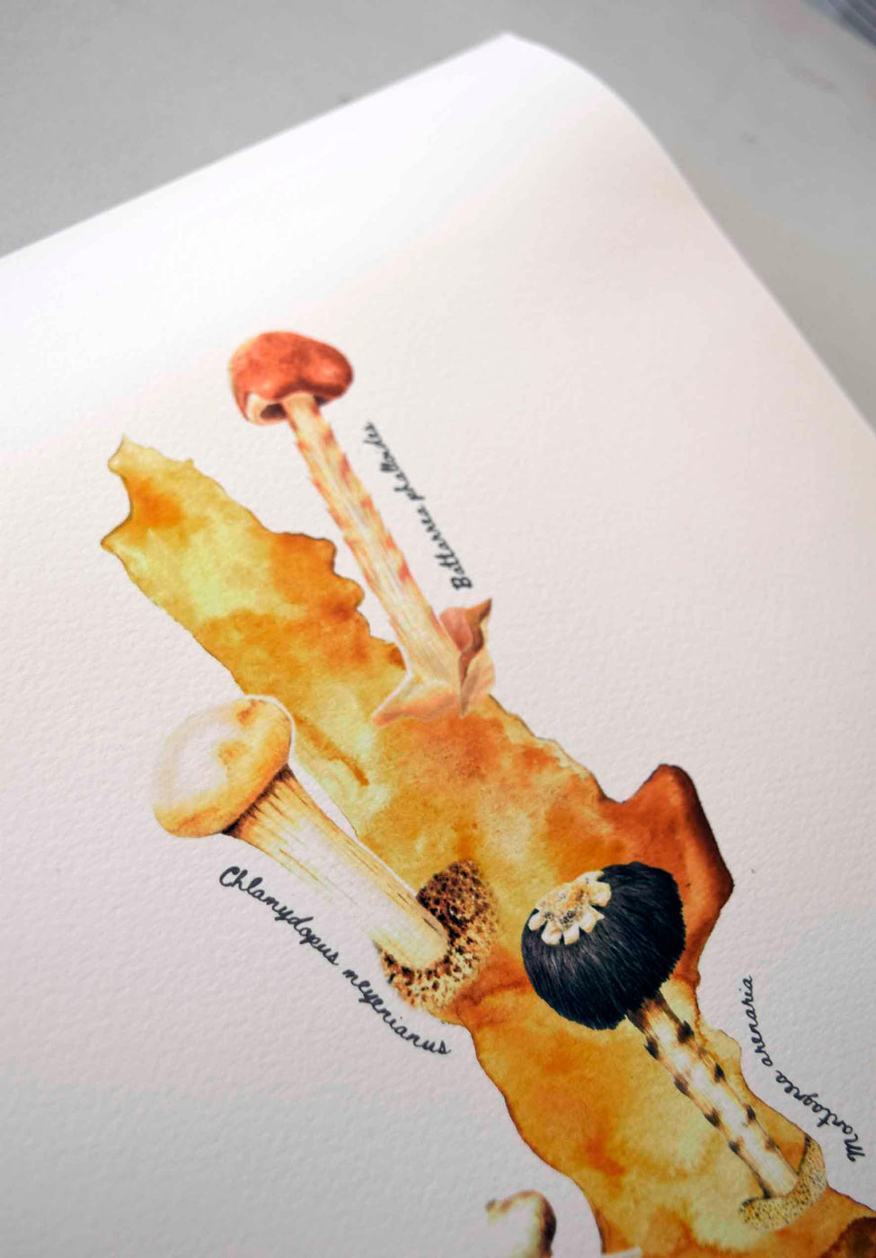 Mapa de Hongos en Chile - Lámina — Mappin