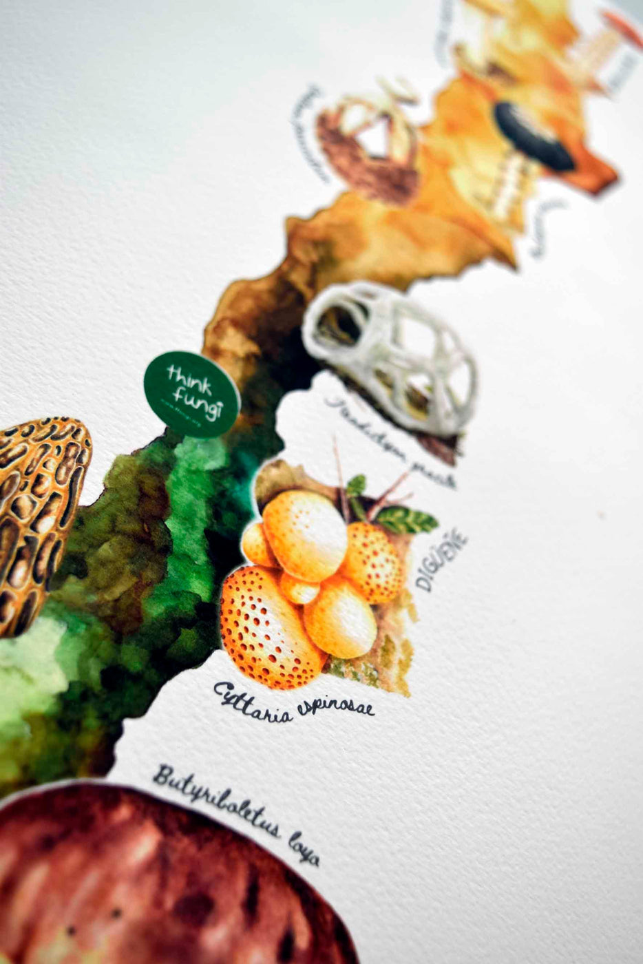 Mapa de Hongos en Chile - Lámina — Mappin