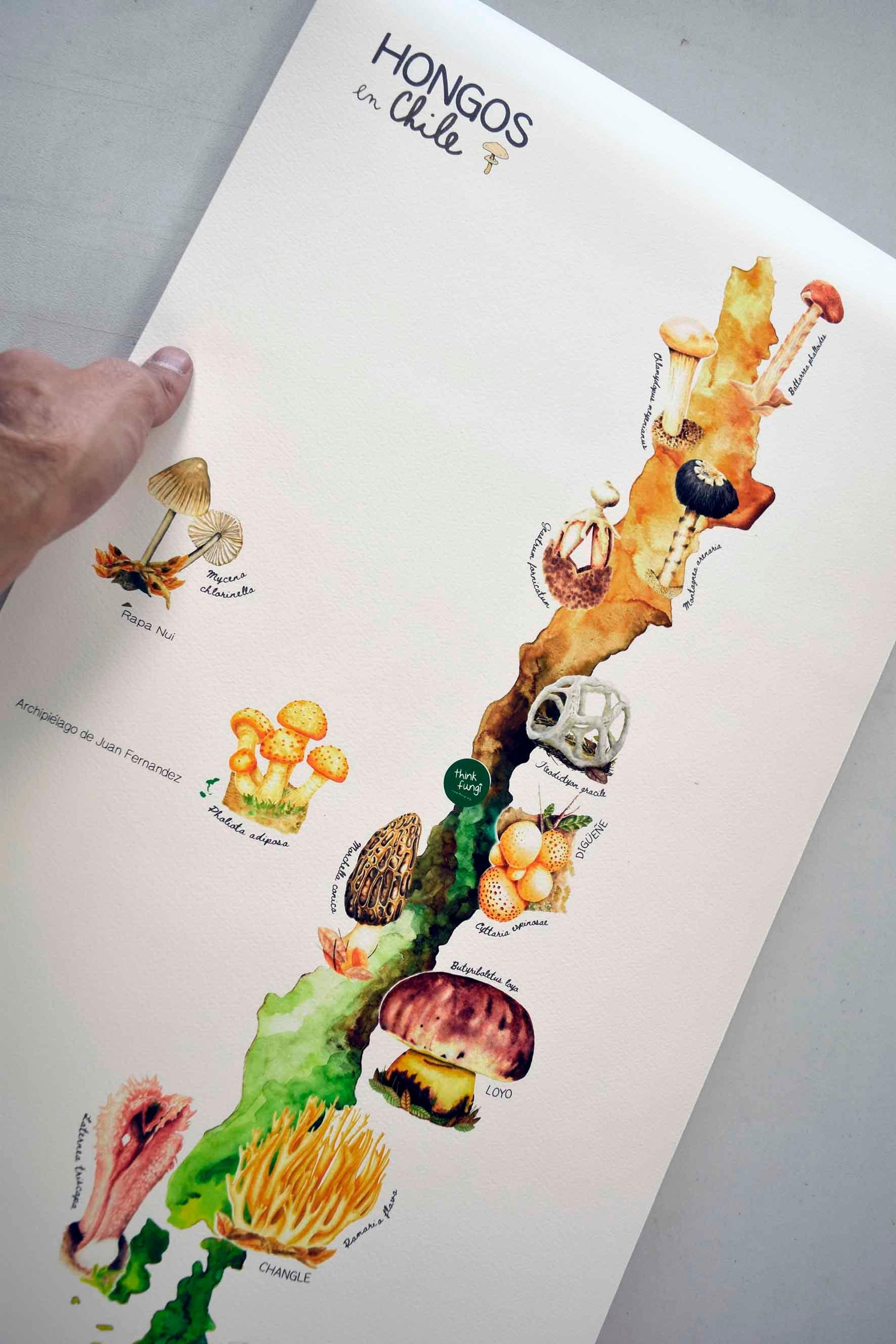 Mapa de Hongos en Chile - Lámina — Mappin