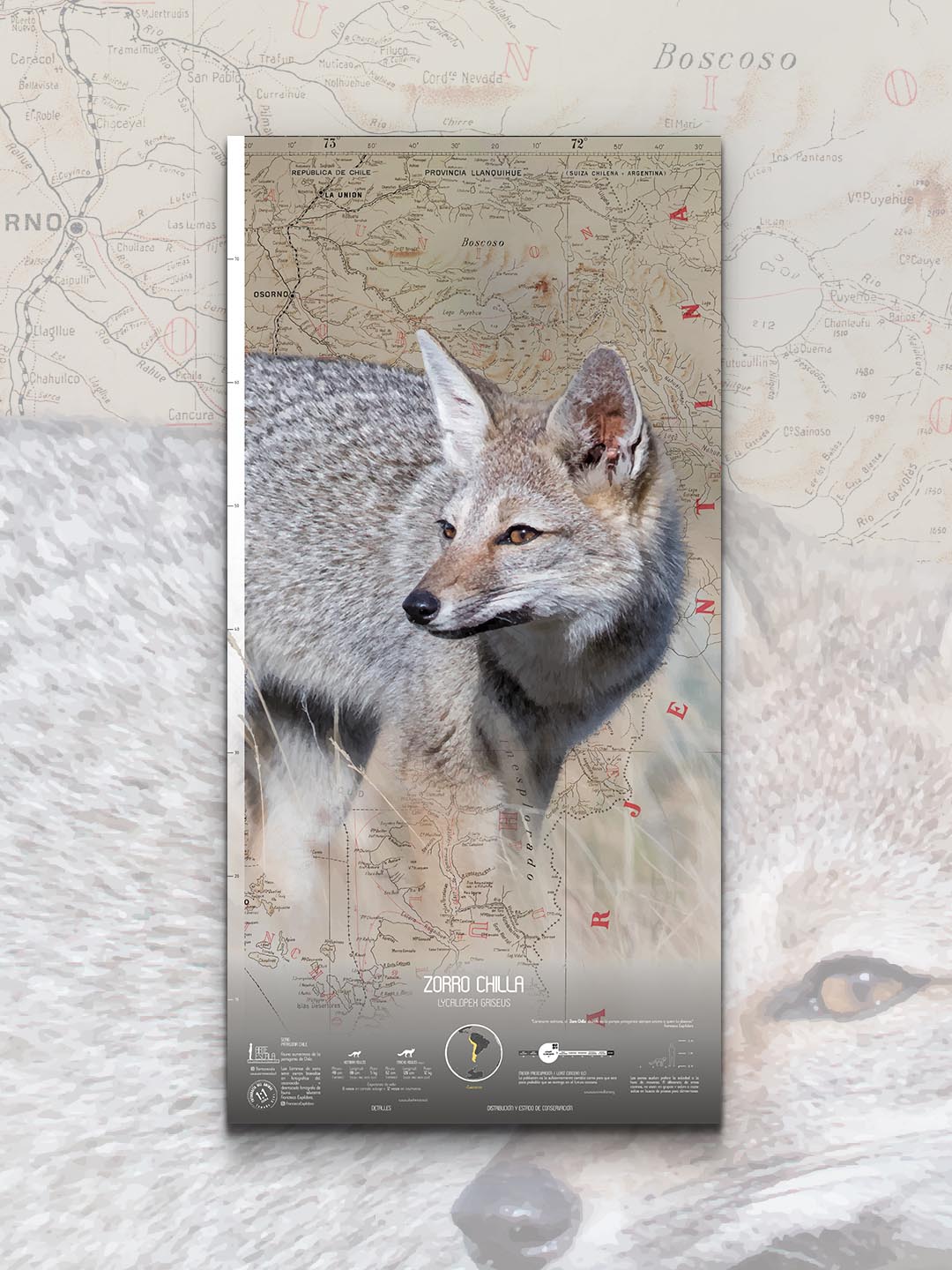 Zorro Chilla Arte Escala - Lámina — Mappin