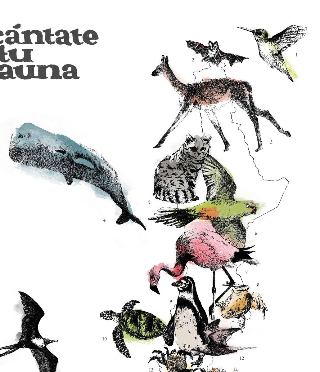 Mapa de Fauna Chilena - Lámina – Mappin