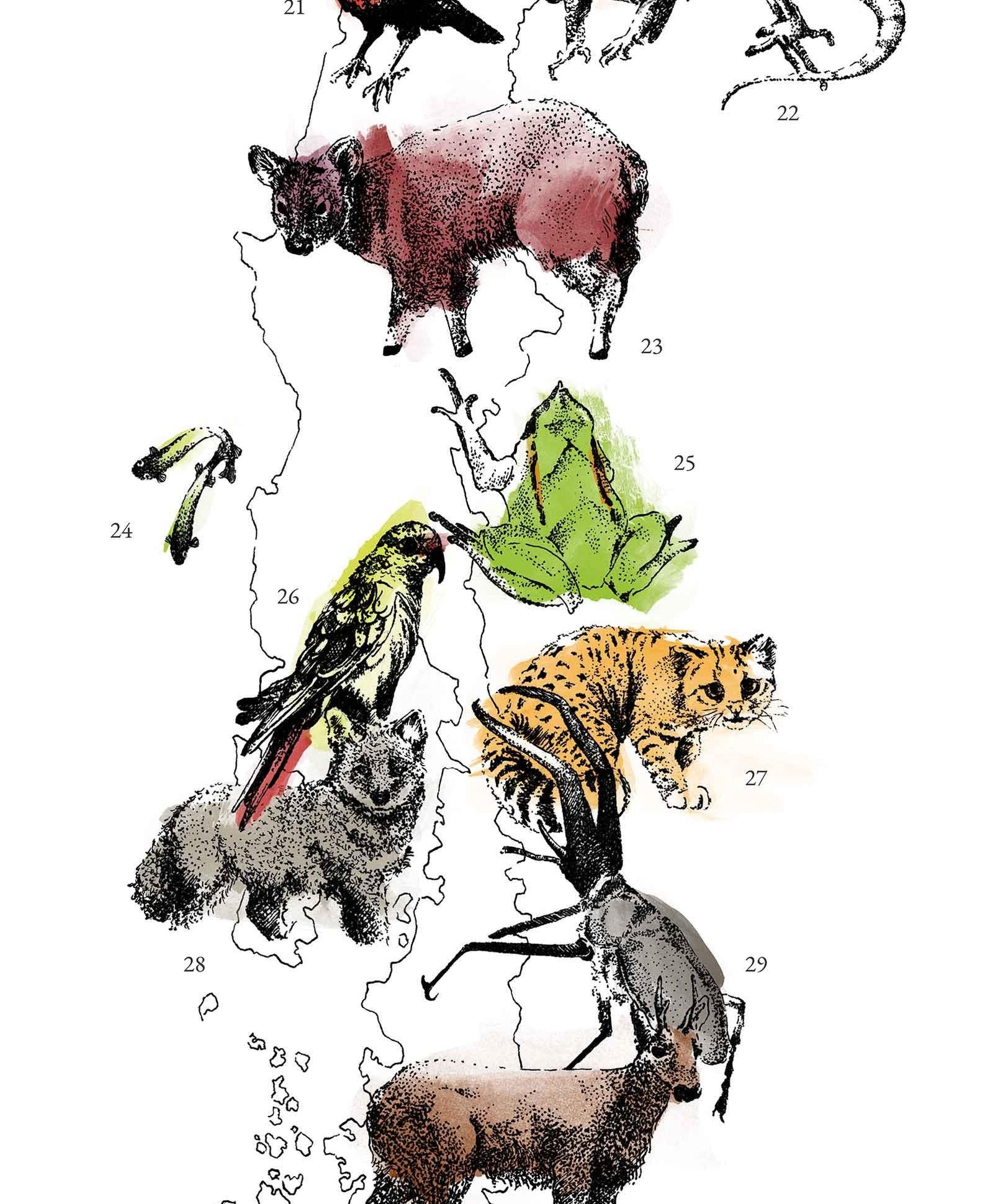 Mapa de Fauna Chilena - Lámina — Mappin