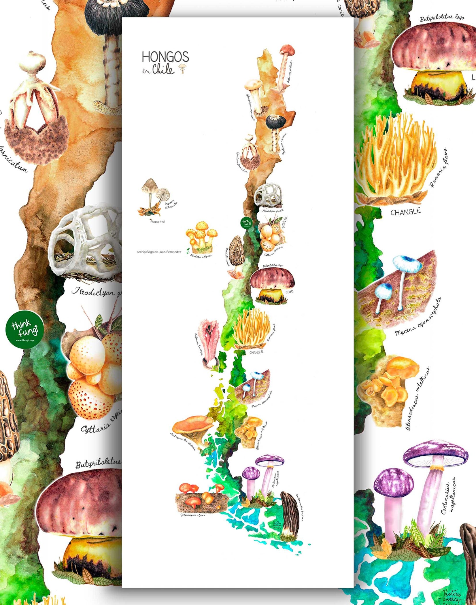 Mapa de Hongos en Chile - Lámina — Mappin