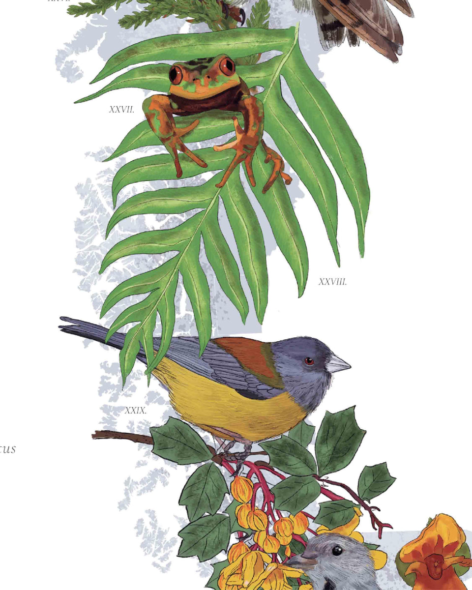 Map of Chile Ecosystem Relations - Print – Mappin