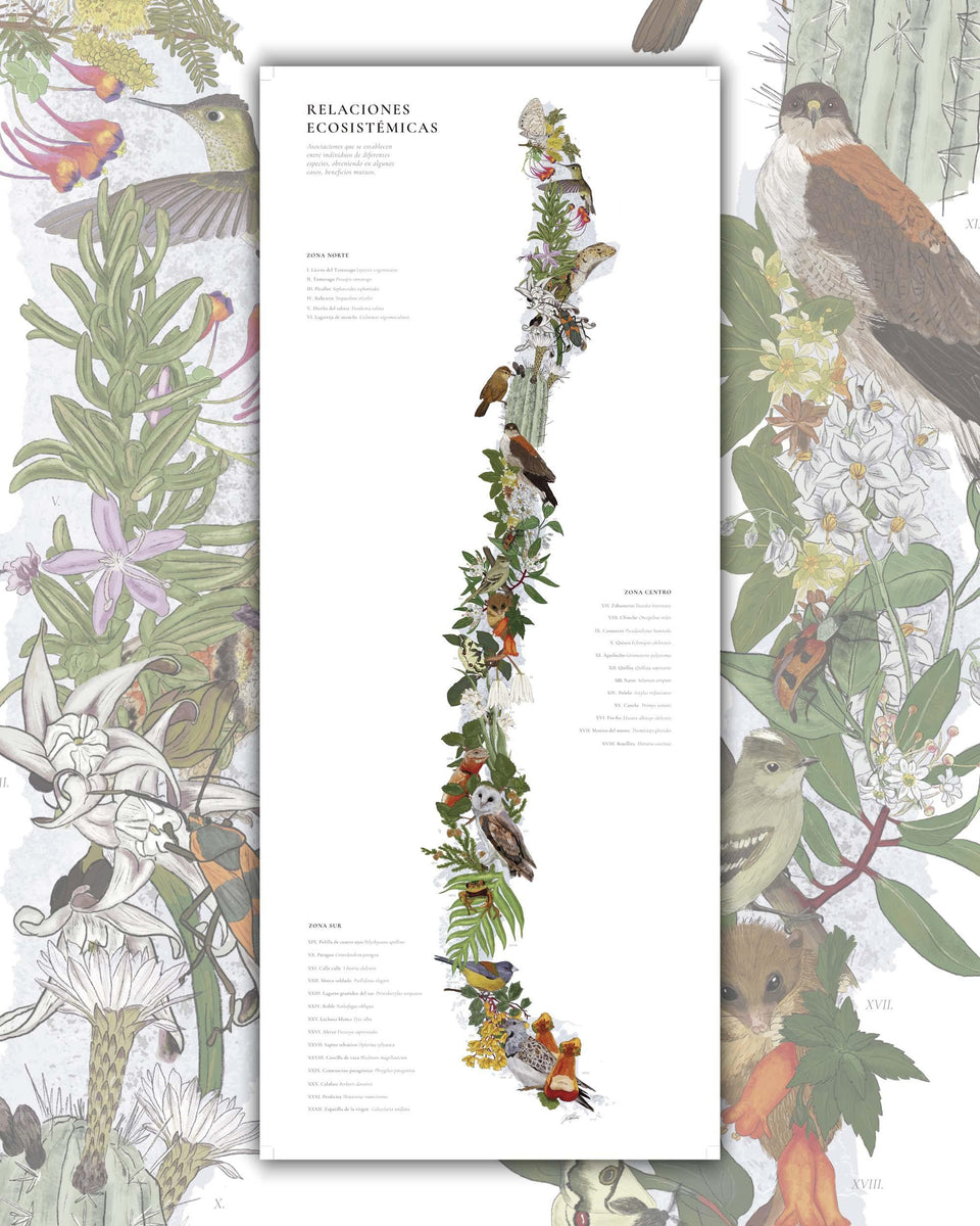 Map of Chile Ecosystem Relations - Print – Mappin