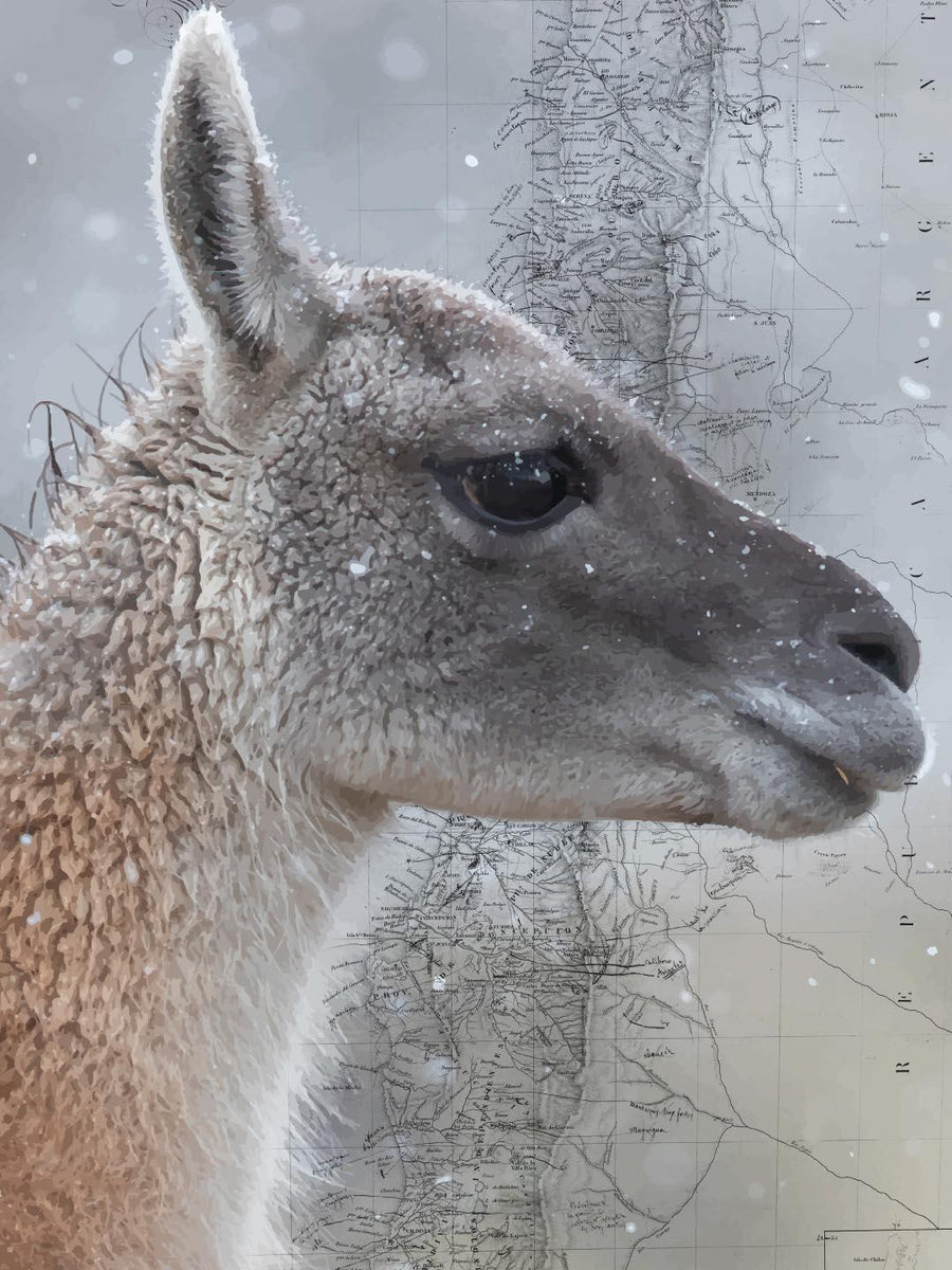 Guanaco Art Scale - Art Print – Mappin