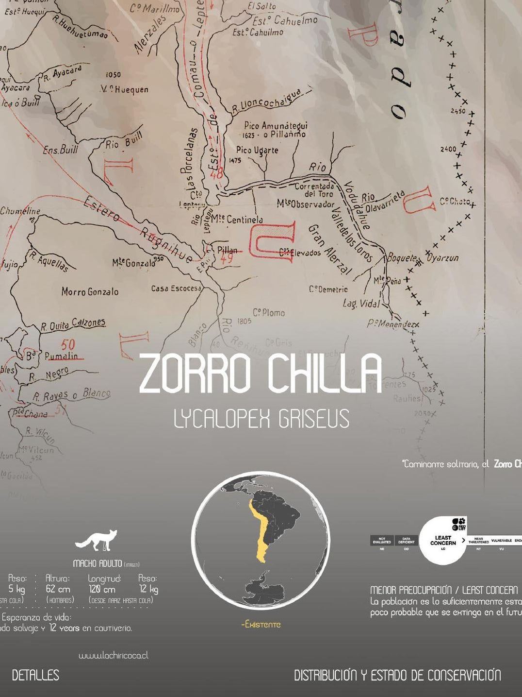 Zorro Chilla Arte Escala - Lámina — Mappin